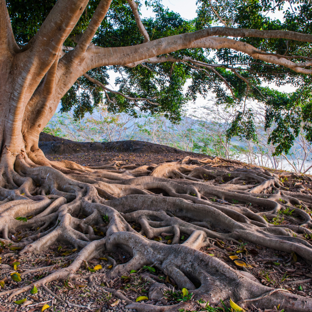 Roots and Branches – We are the First Congregational Church in Winchester